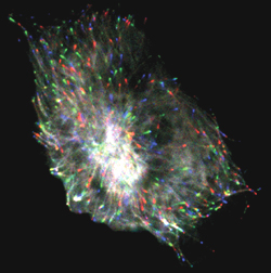 Total Internal Reflectance Fluorescence (TIRF) Microscopy ...